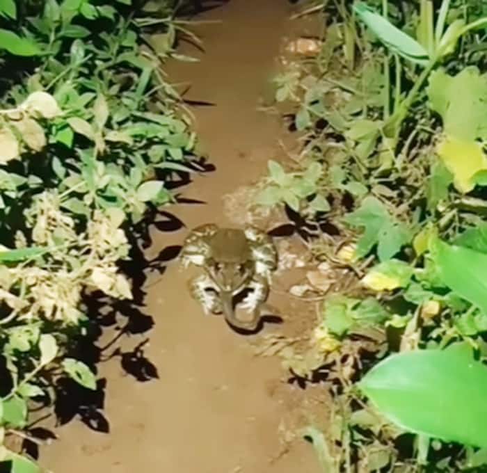 सांप को पकड़ते ही जिंदा निगलने लगा मेंढक, चाहकर भी खुद को बचा नहीं पाया ...