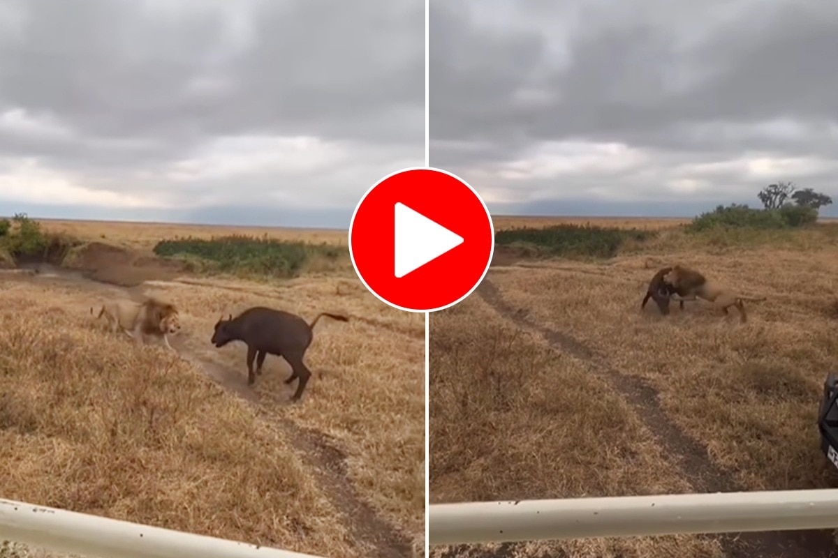 Sher Aur Bhense Ki Ladai: शेर को छकाने में कामयाब हो जाता भैंसा मगर एक गलती भारी पड़ गई, आगे जो ...
