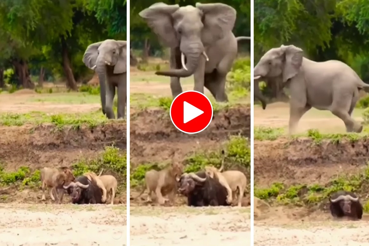 Hathi Ka Video: भैंसे का शिकार करने में जुटी थीं शेरनियां मगर हाथी ने ...