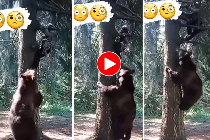 Bhalu Ka Video: शख्स की जान के पीछे ही पड़ गया भालू, पेड़ पर चढ़ा तो ...