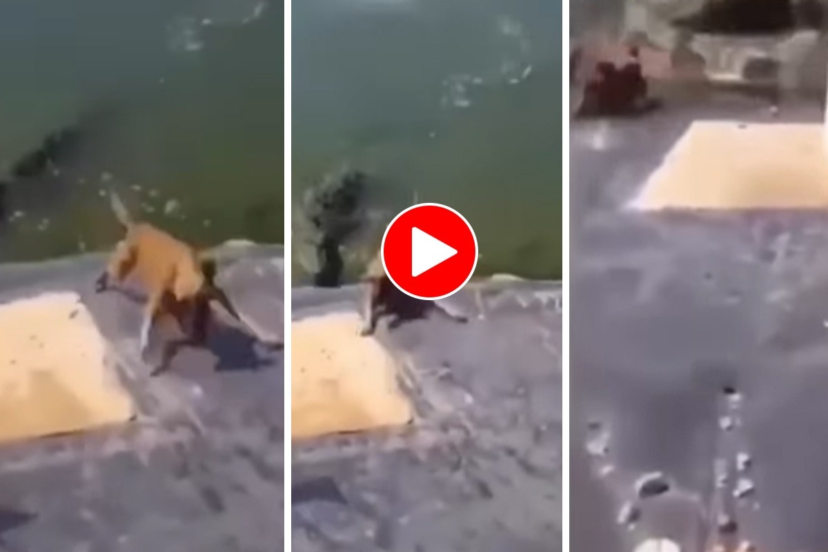 Magarmach Ka Video: फिसलकर सीधा मगरमच्छ के मुंह में जाने लगा डॉगी ...