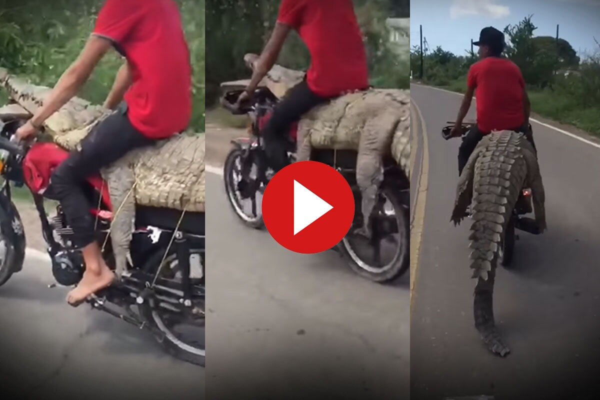 Magarmach Ka Video: बाइक से बांधकर फिर मगरमच्छ के ऊपर ही बैठ गया लड़का ...