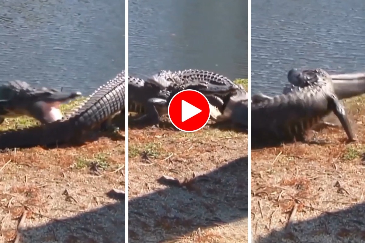 Magarmach Ka Video: अचानक अपने साथी को खाने लगा मगरमच्छ, फिर जो दिखाई ...