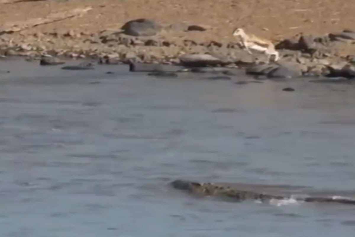 हिरणों ने चली ऐसी चाल चकराकर रह गया मगरमच्छ, हाथ आया शिकार भी भाग गया ...