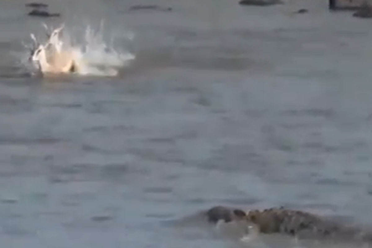 हिरणों ने चली ऐसी चाल चकराकर रह गया मगरमच्छ, हाथ आया शिकार भी भाग गया ...