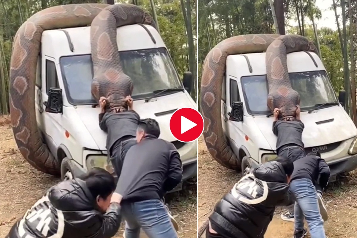 Azgar Ka Video: पहले गाड़ी से लिपटा फिर शख्स को जिंदा निगलने लगा अजगर ...