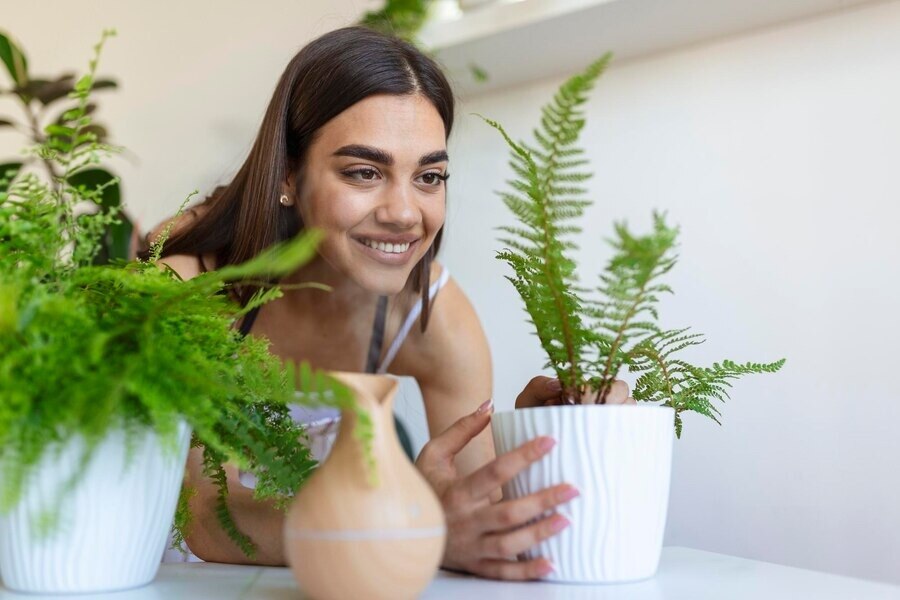 4 Best Indoor Plants For A Positive And Happy Environment TodaysChronic 4-best-indoor-plants-for-a-positive-and-happy-environment-todayschronic