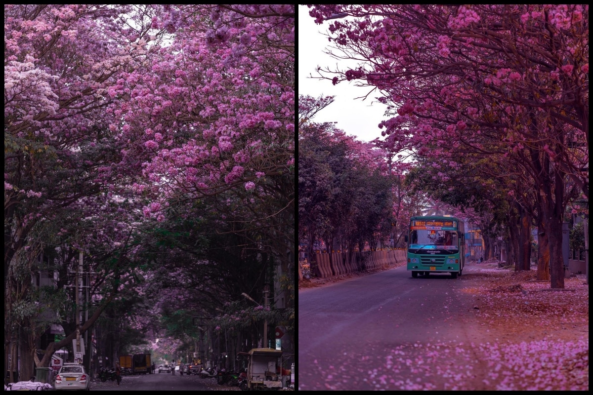 Bengaluru Turns Pink! Know Places To Find Pink Trumpets Bloom For ...