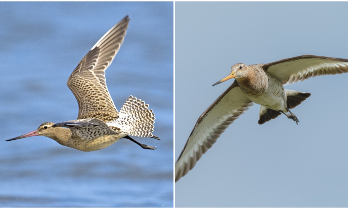 Godwit: This Bird Flies From Alaska To Australia Without Stopping ...