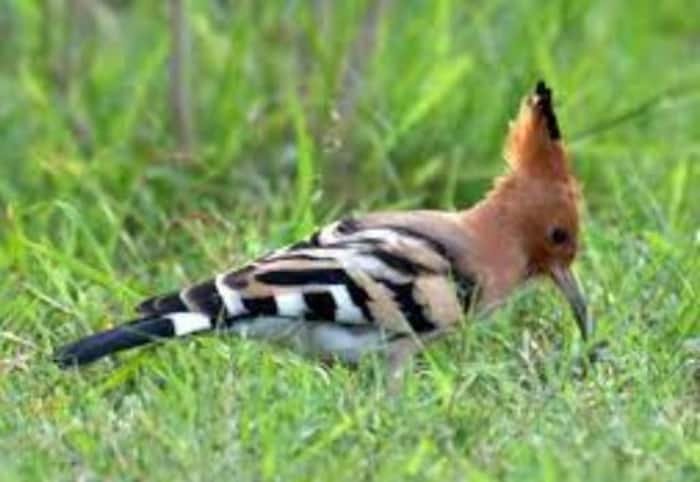 Hudhud Bird: हुदहुद पक्षी के बारे में रोचक जानकारियां, लंबी और मुड़ी ...