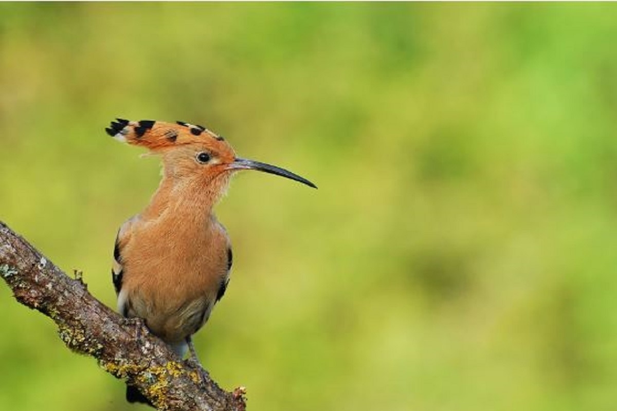 Hudhud Bird: हुदहुद पक्षी के बारे में रोचक जानकारियां, लंबी और मुड़ी हुई चोंच से करता है भोजन के ...