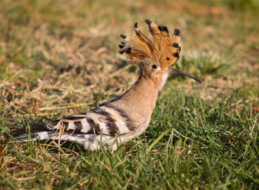 Hudhud Bird: हुदहुद पक्षी के बारे में रोचक जानकारियां, लंबी और मुड़ी ...