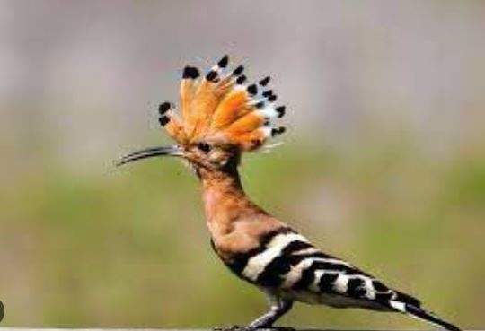 Hudhud Bird: हुदहुद पक्षी के बारे में रोचक जानकारियां, लंबी और मुड़ी हुई चोंच से करता है भोजन के ...