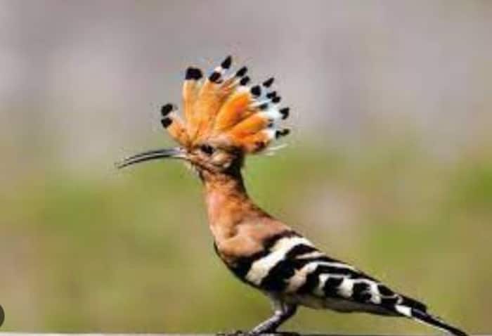 Hudhud Bird: हुदहुद पक्षी के बारे में रोचक जानकारियां, लंबी और मुड़ी ...