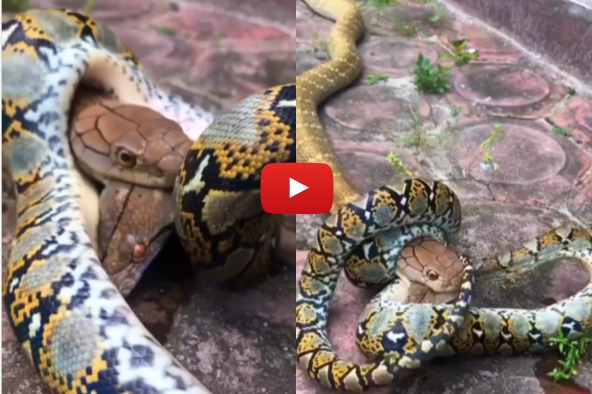 Sanp Ka Video: अपने साथी को ही जिंदा निगलने लगा अजगर, तभी जो दिखा दहल जाएंगे | देखिए ये वीडियो