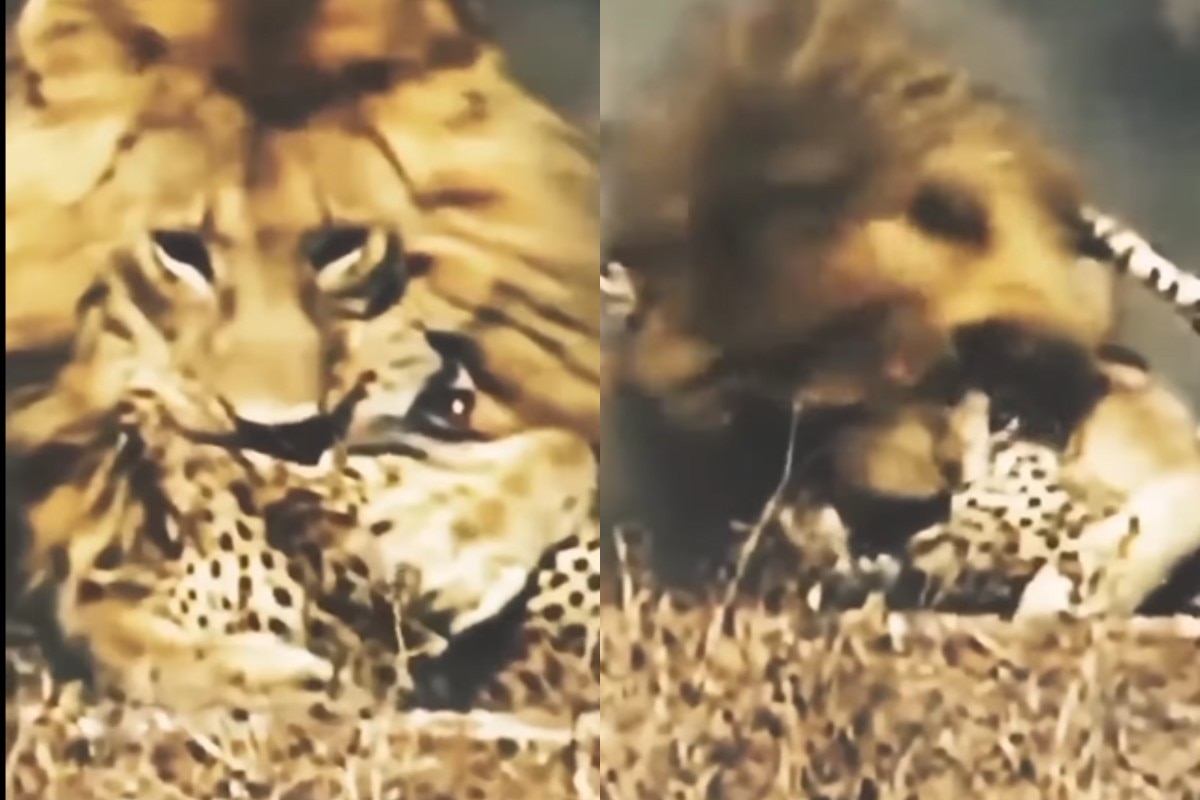 शेर को ललकारने की गलती कर गया चीता, फिर ऐसा हमला हुआ आंखें बाहर आ गईं ...