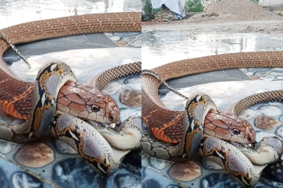 अजगर को जिंदा निगल गया किंग कोबरा, नजारा देख सूख जाएंगे आप