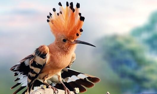 Hudhud Bird: हुदहुद पक्षी के बारे में रोचक जानकारियां, लंबी और मुड़ी ...