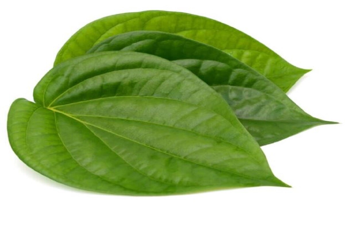 Betel Leaves Benefits 