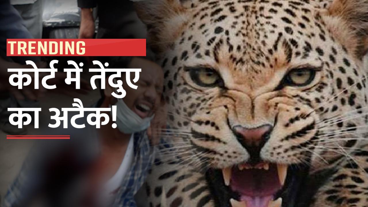 Leopard Attack Video: गाजियाबाद कोर्ट परिसर में अचानक घुसा तेंदुआ, आगे ...