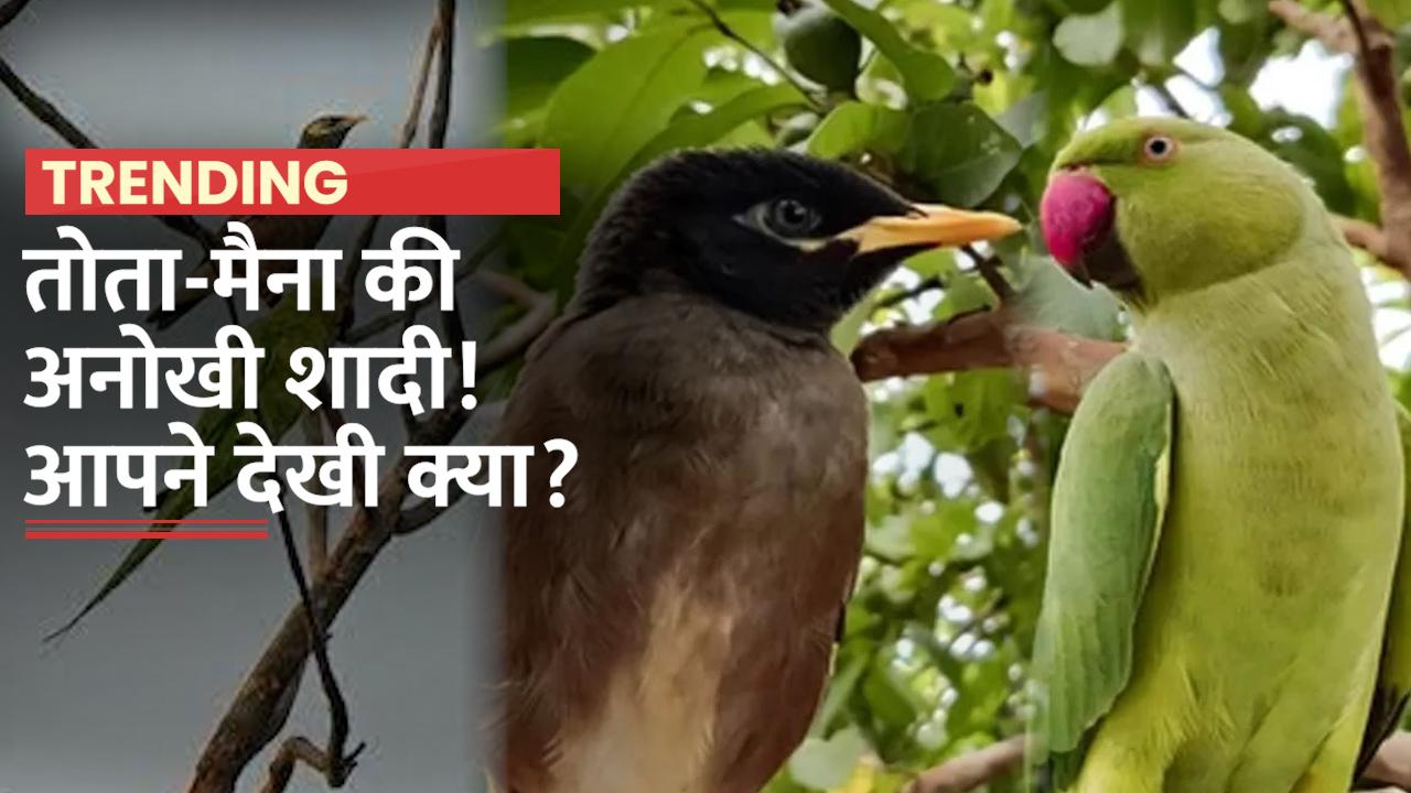 Tota Maina Marriage: मध्य प्रदेश में रस्मों-रिवाज के साथ हुई तोता-मैना ...