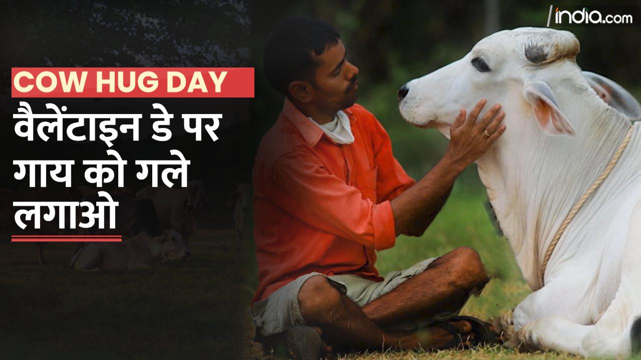 Cow Hug Day: वैलेंटाइन डे पर सरकार ने की