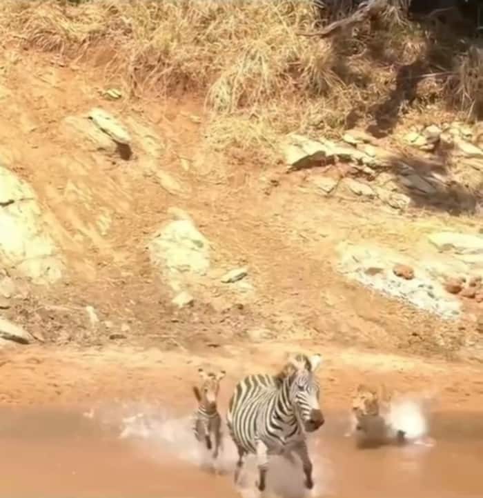 जेब्रा के बच्चे को उसके सामने ही उठाकर ले गया चीता, दहलाकर रख देगा नजारा । Pics