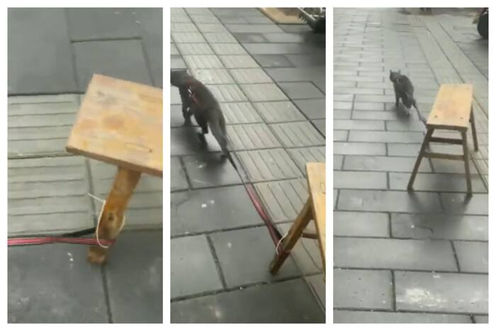 Cat Is Tied To A Bench What It Does Next Will Blow Your Mind Watch ...
