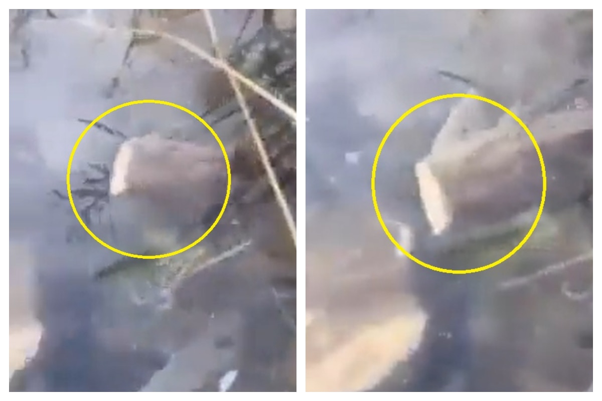 Viral Video Of Headless Fish Swimming In Pond Terrifies Netizens: Watch