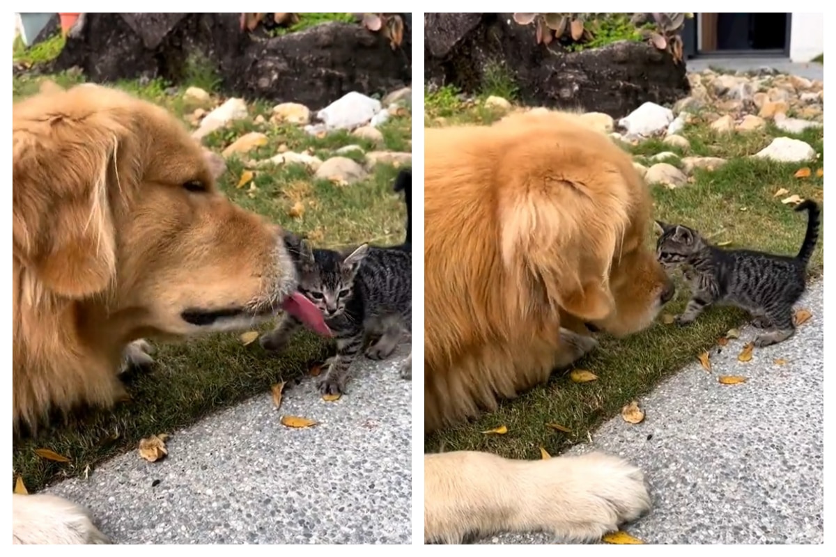 Viral Video: Golden Retriever Gets Most Beautiful, Amazing, Adorable ...