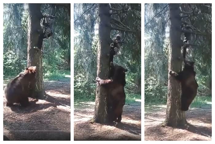Viral Video: Scary Encounter Between Man And Bear Is Enough To Scare ...