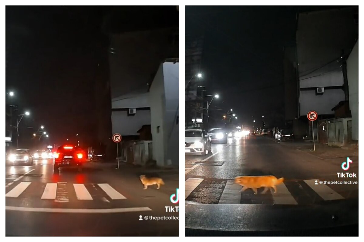 Hey Humans, Learn From This Dog How To Cross The Road | Watch Viral Video