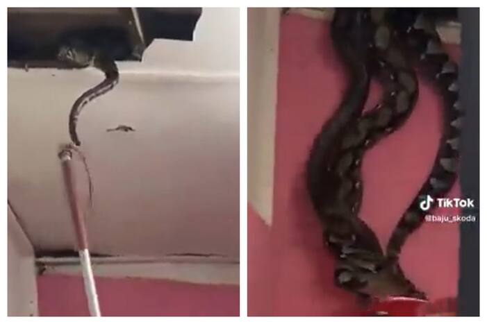 Huge pythons fall from the ceiling leaving netizens shocked | Watch ...