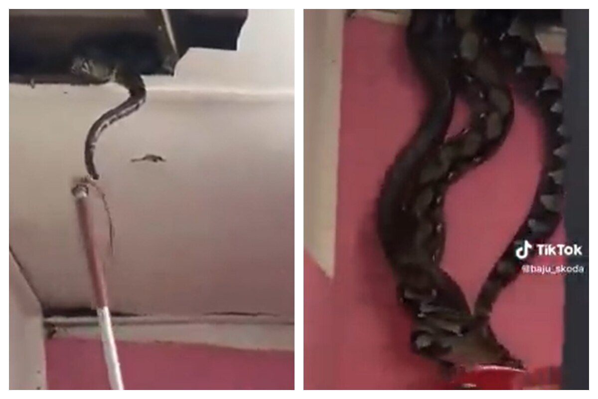 Huge Pythons Drop From Ceiling Leaving Netizens Shocked Watch Viral Video