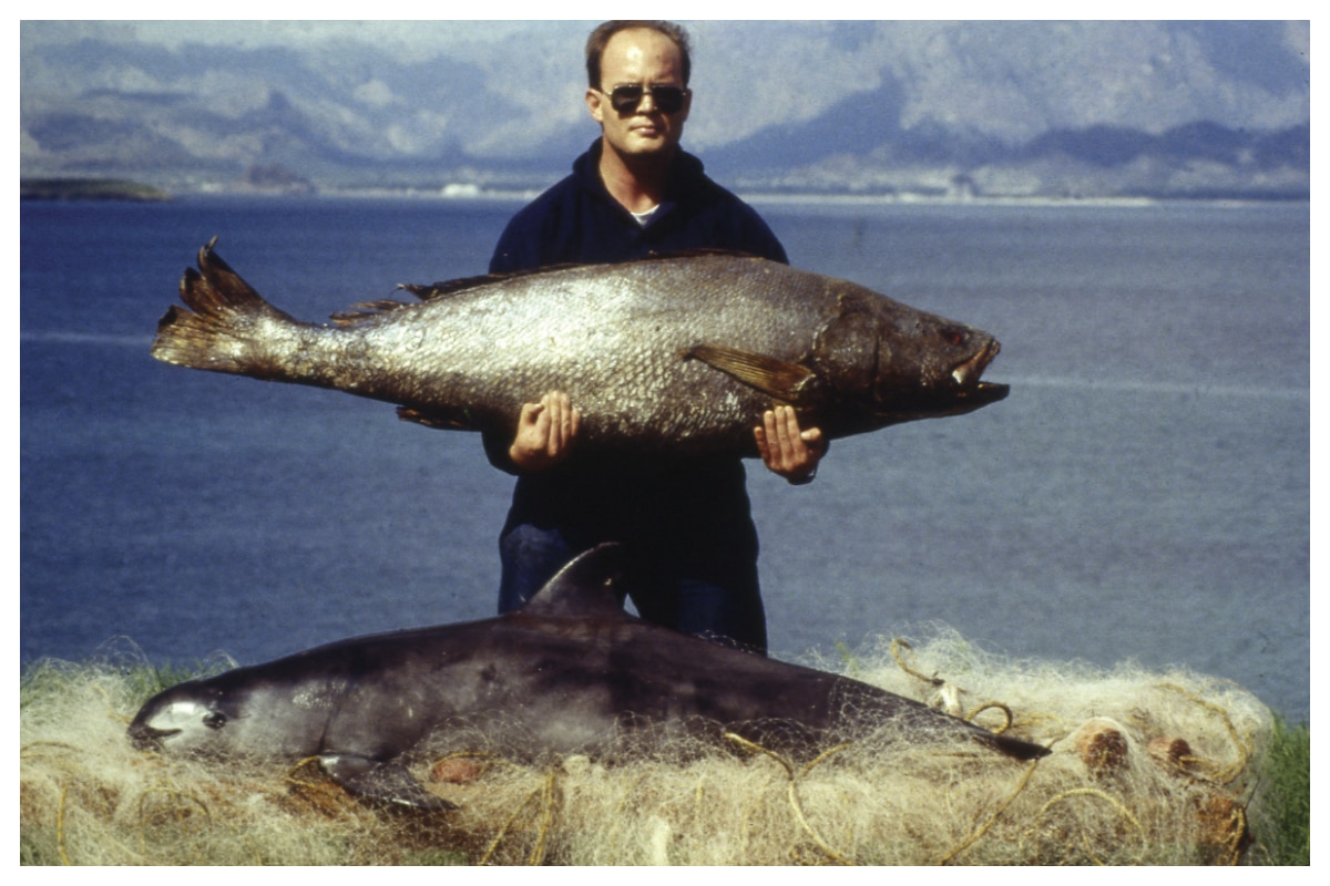 It’s Not Tiger Or Leopard But Vaquita That Is Critically Endangered, Only 10 Of Them Remain ...