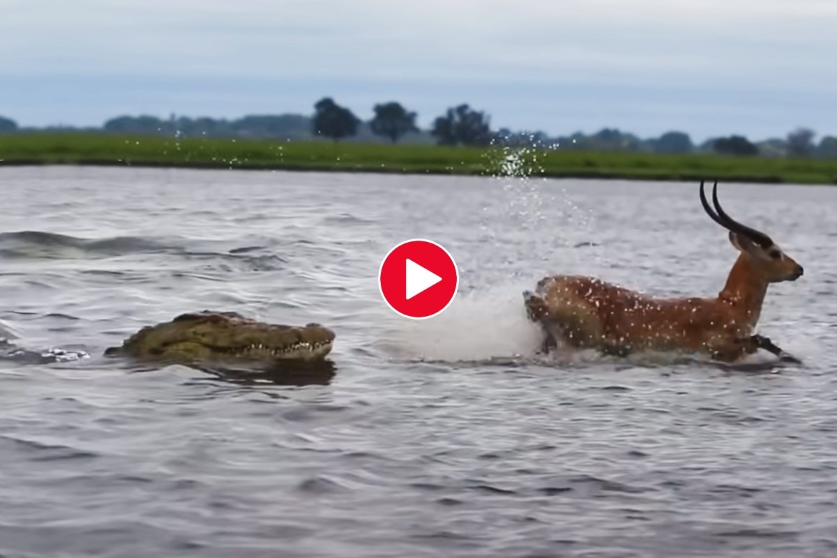 Magarmach Ka Video: नदी में जाते ही हिरण के पीछे पड़ गया मगरमच्छ, फिर जो भागमभाग मची हिल ही ...