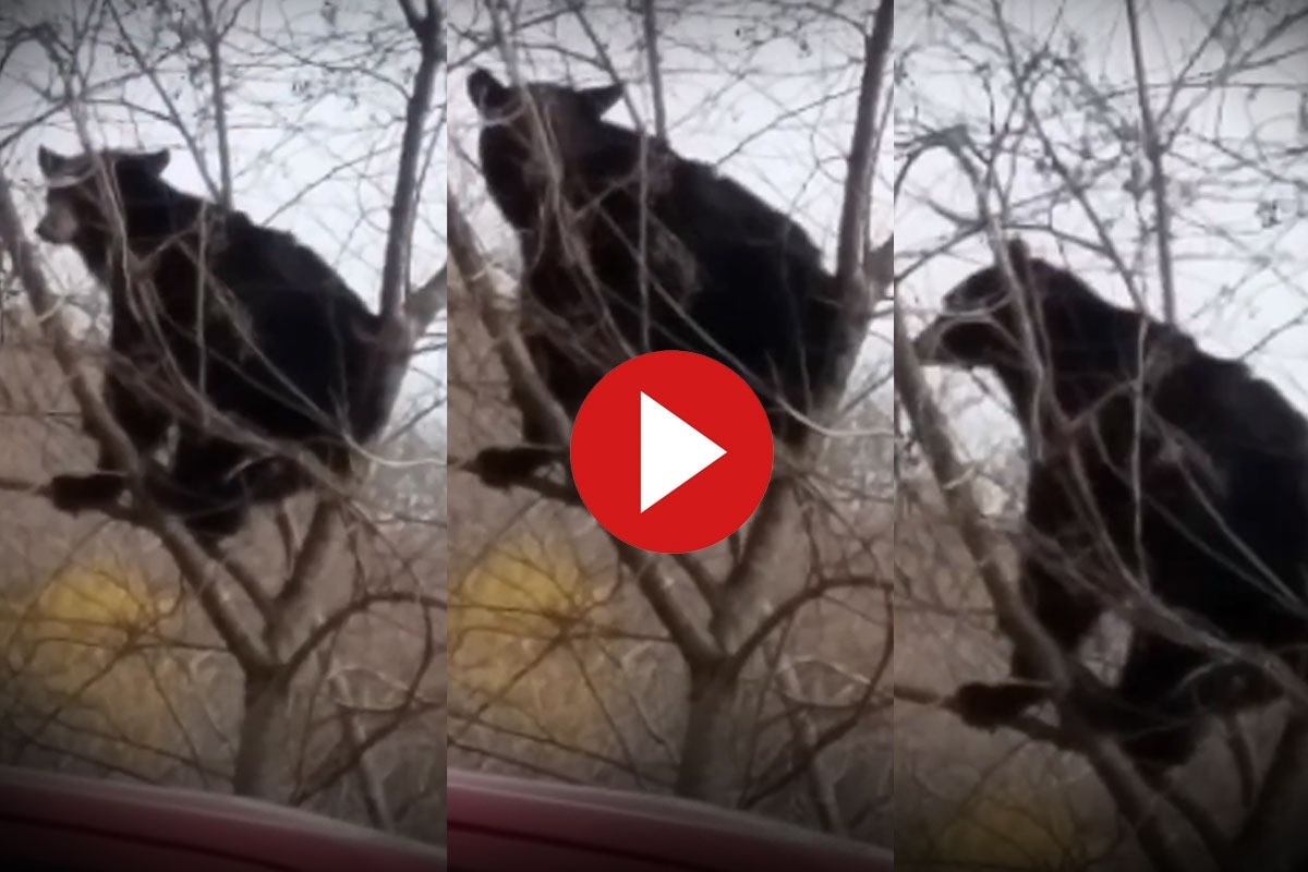 Bhalu Ka Video: खुजली मिटाने के लिए पेड़ पर चढ़ गया भालू, फिर जो किया ...