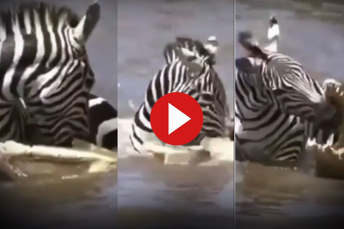 Zebra Aur Magarmach Ka Video: मगरमच्छ पर उल्टा जेब्रा ही भारी पड़ गया ...