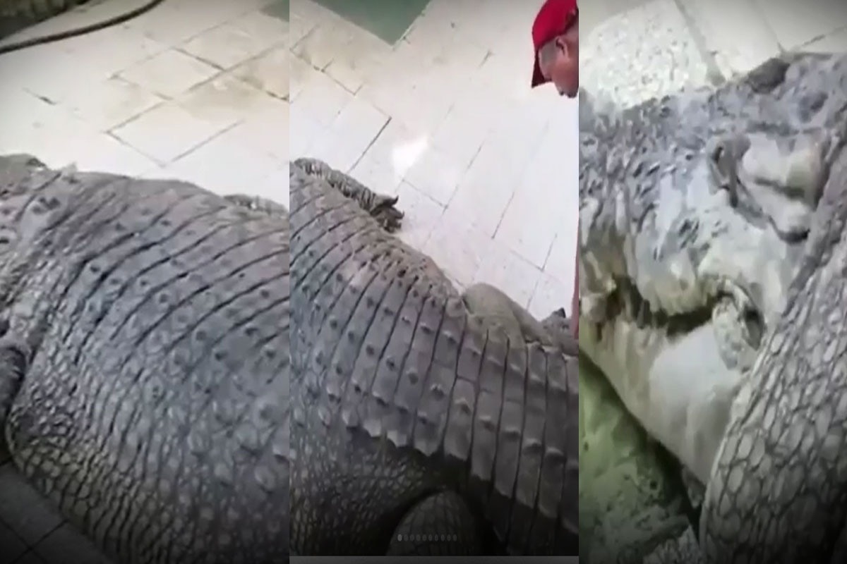 दुनिया का सबसे विशाल मगरमच्छ, होश उड़ा देगी इसकी लंबाई | देखिए