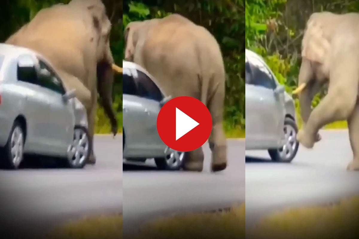 Hathi Ka Video: पहले हवा निकाली फिर कार पर ही बैठ गए गजराज, हिला देगा ...