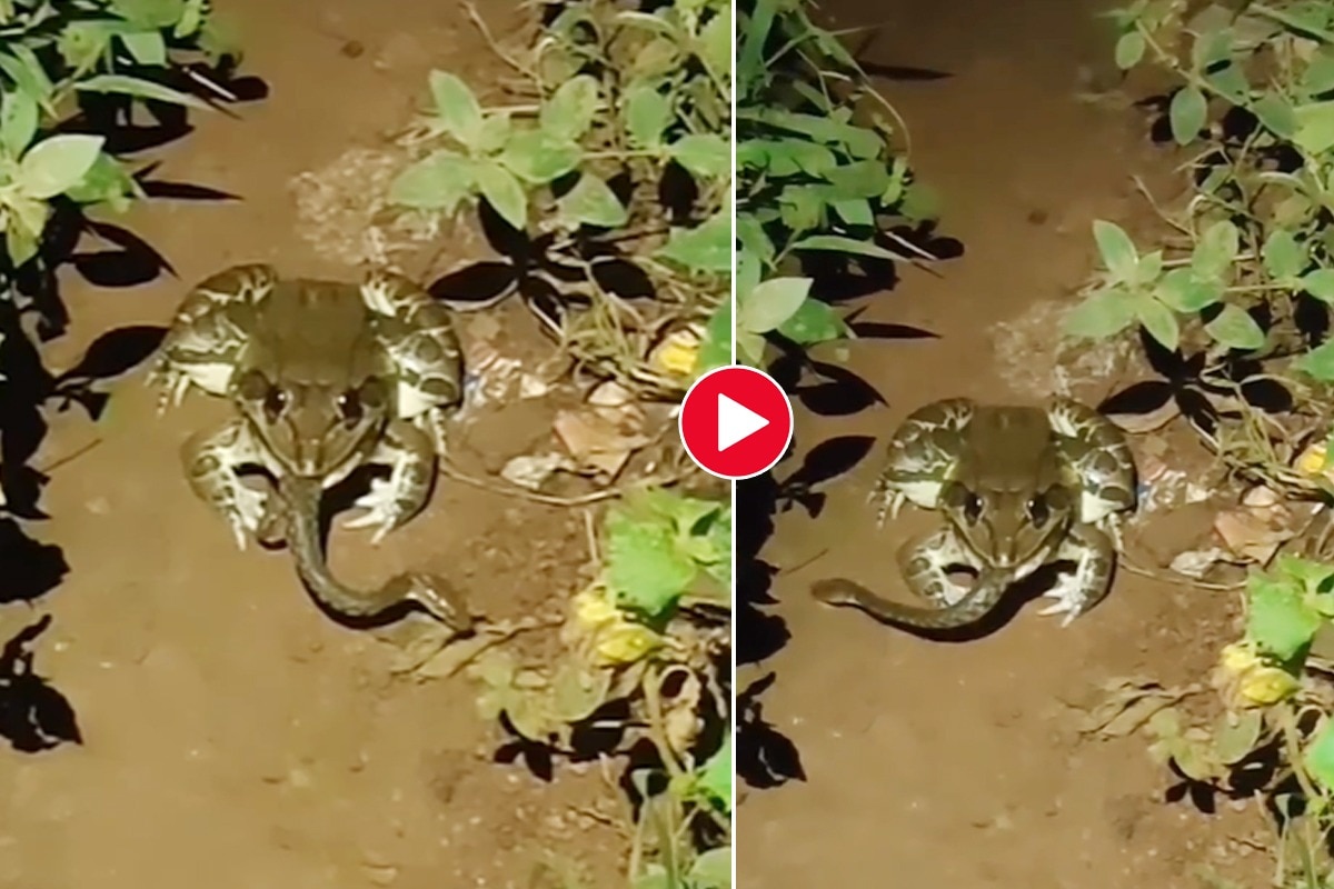 Mendhak Ka Video: आसान शिकार समझकर मेंढक पर झपट पड़ा कोबरा, मगर जो हुआ ...