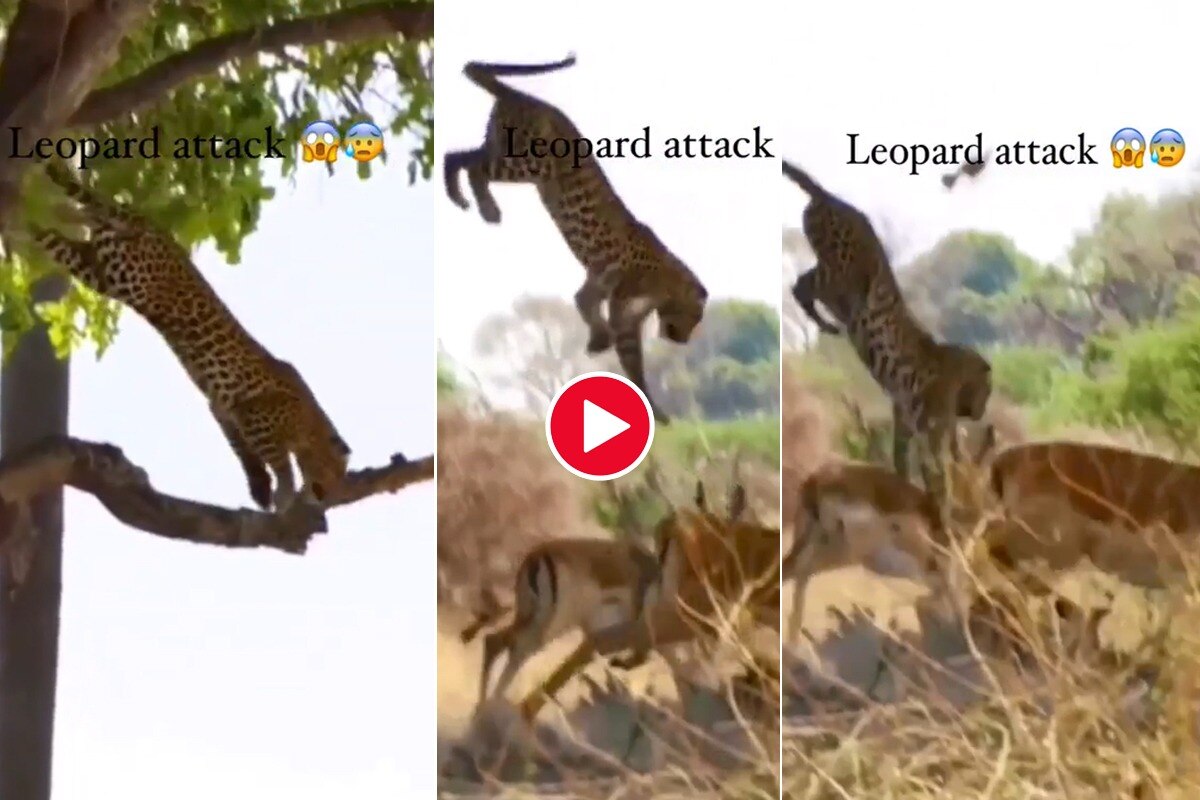Tendue Ka Video: पेड़ से छलांग मारकर तेंदुए ने दबोच ली हिरण की गर्दन ...