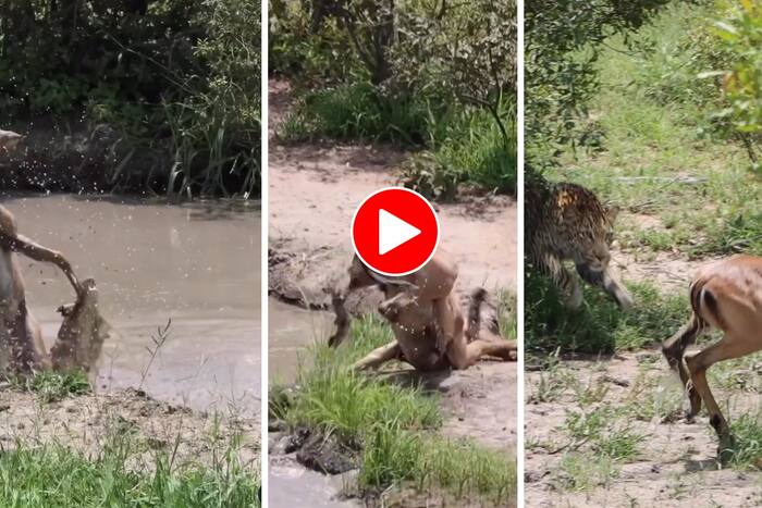 Hiran Ka Video: हिरण की टांग खींचकर ले जाने लगा मगरमच्छ, बचकर भागा तो ...