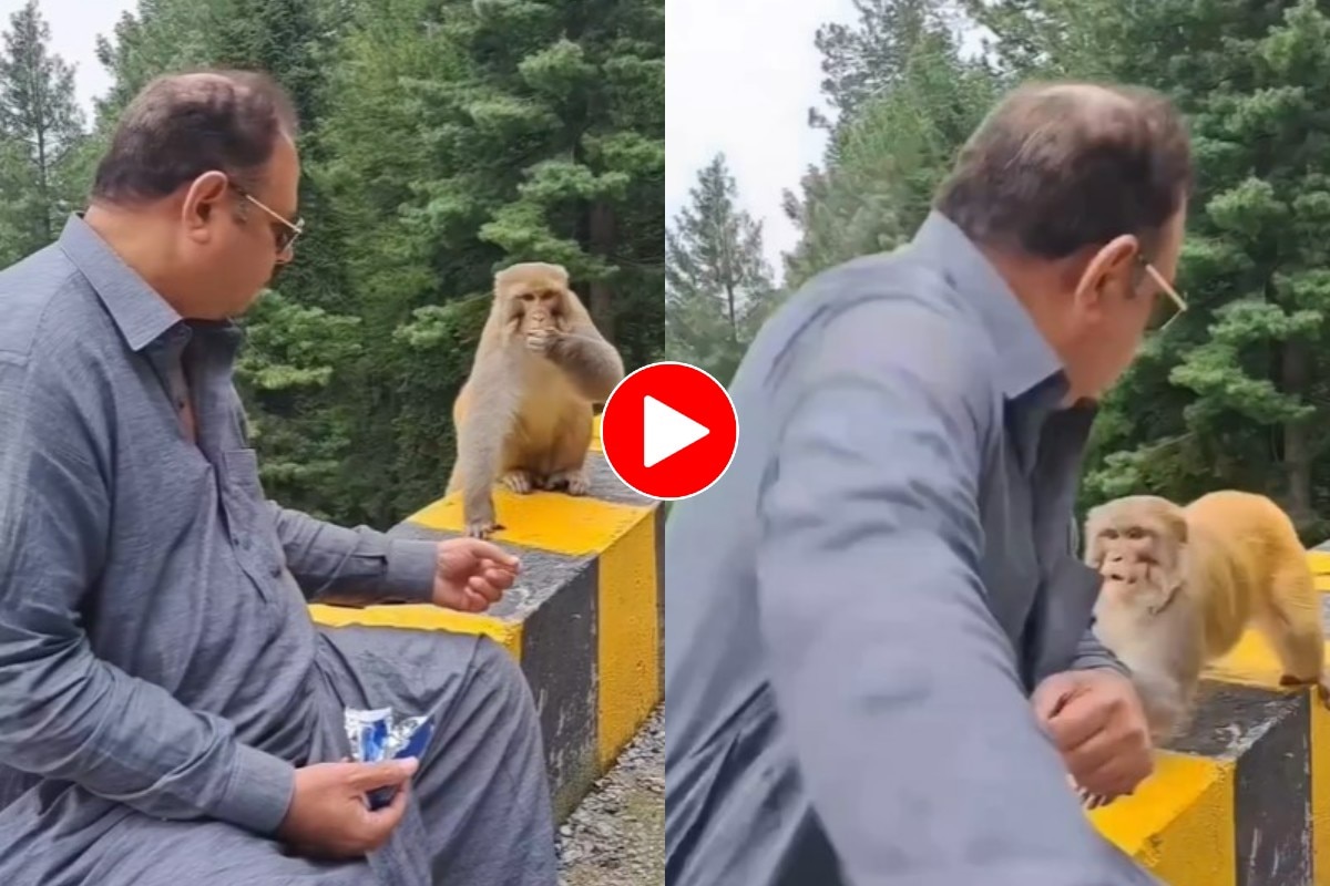 Bandar Ka Video: शख्स ने की बेइज्जती तो भड़क गया बंदर, ऐसा रूप दिखाया ...