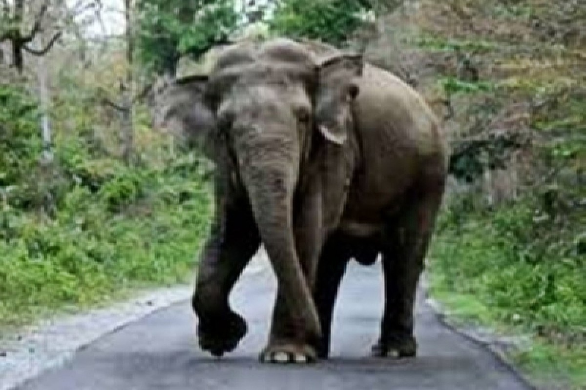 Hathi Ka Hamla: झारखंड में हाथियों ने चार को कुचलकर मार डाला, तीन दिनों ...