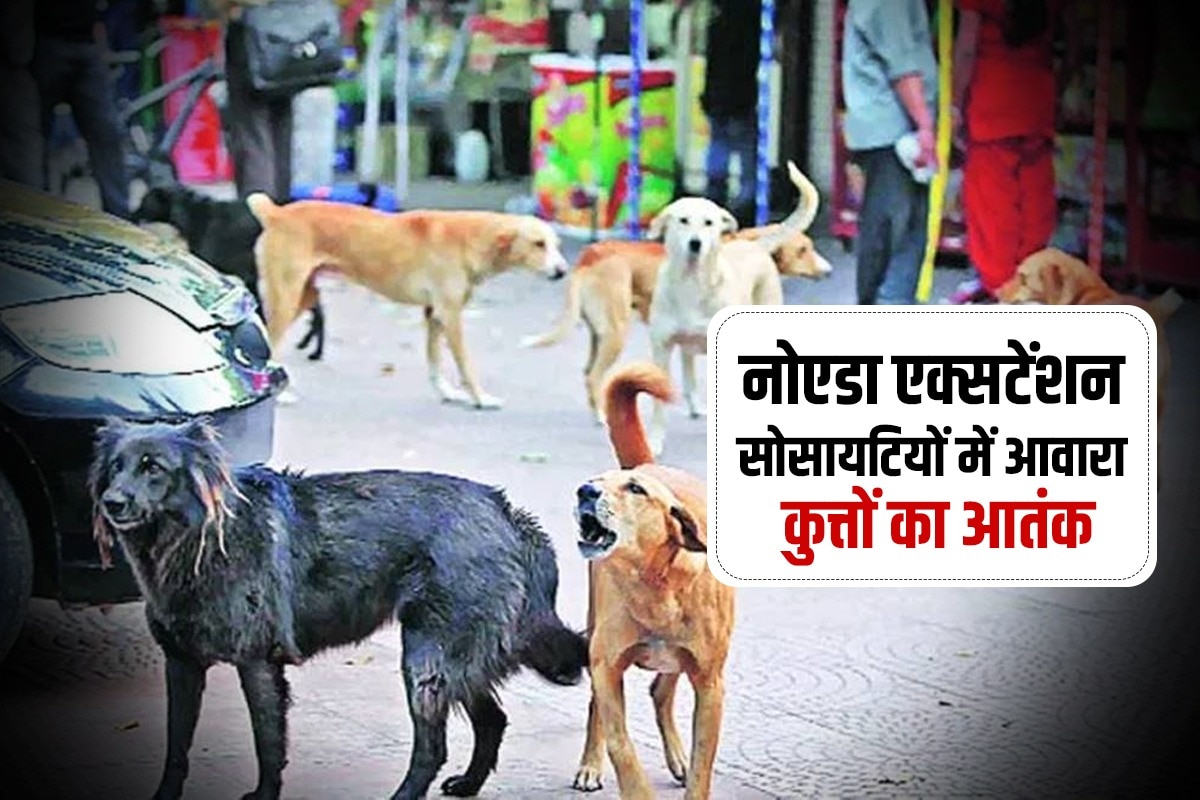 Stray Dogs: आवारा कुत्तों से सावधान... सोसायटी या सड़क, खतरे में जान!