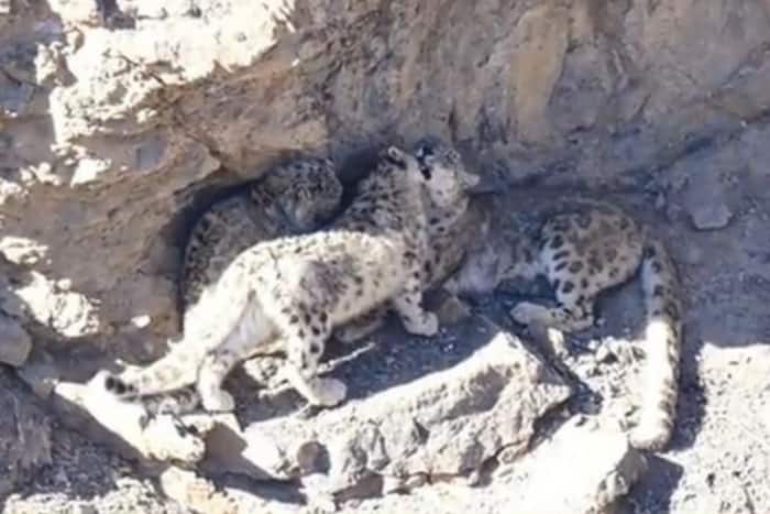 Viral Leopard Video Cute Snow Cubs Running Across Mountain in Spiti ...