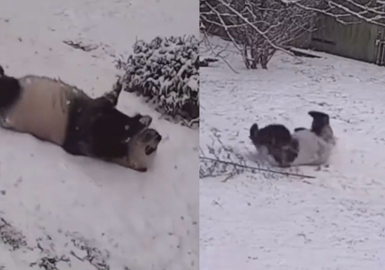 Viral Video: Panda Slides And Rolls in Snow Netizens Cannot Get Enough ...
