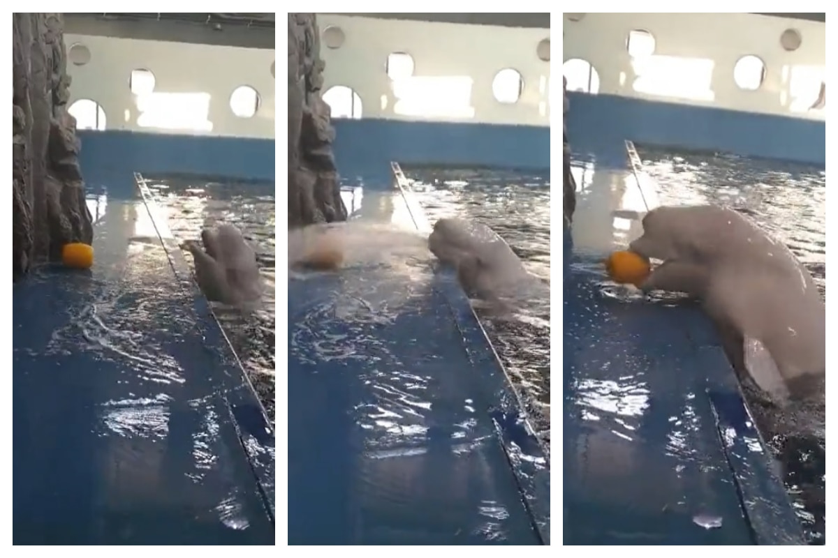 Beluga Whale Uses Amazing Skill To Get Its Toy From Outside Pool ...