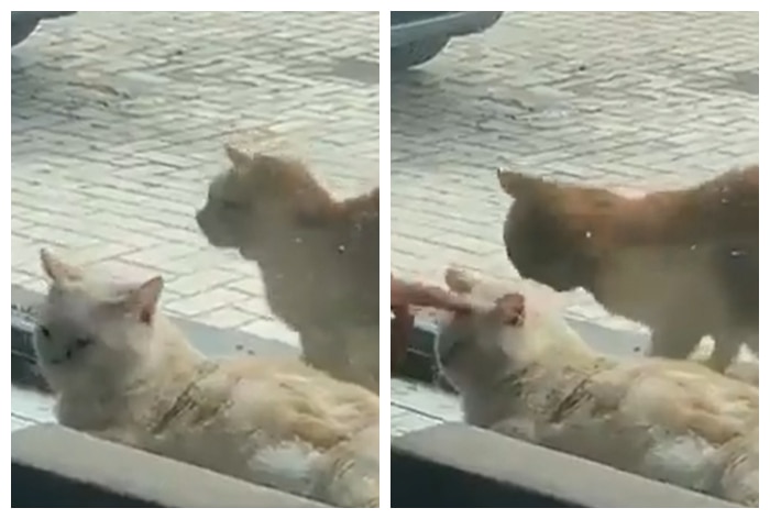 Homeless Cats Desire To Be Loved And Petted Will Break Your Heart Watch